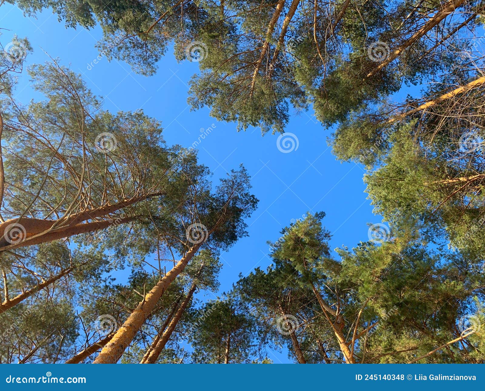 Pine tree tops stock photo. Image of landscape, bright - 245140348