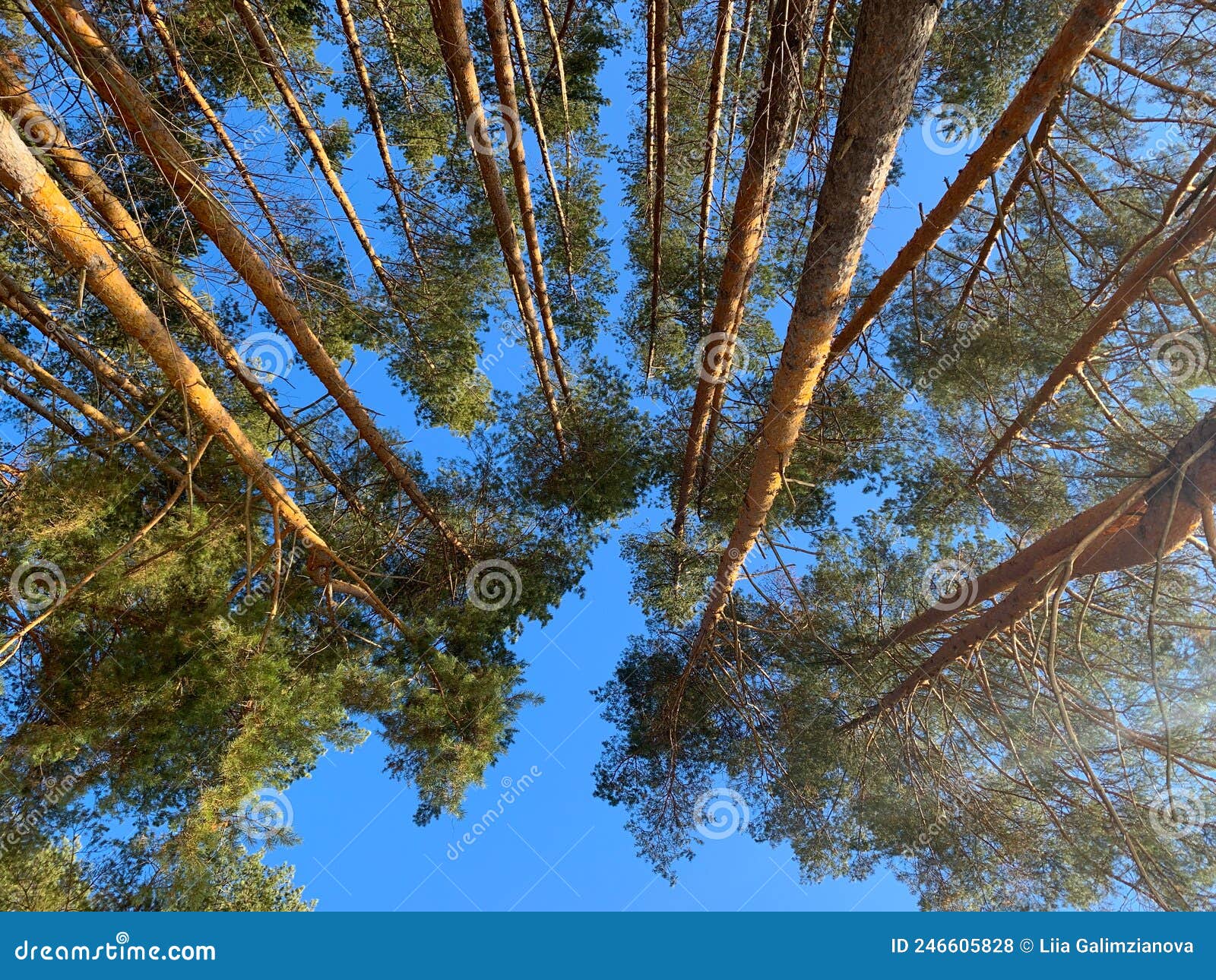 Pine tree tops stock photo. Image of coniferous, tall - 246605828