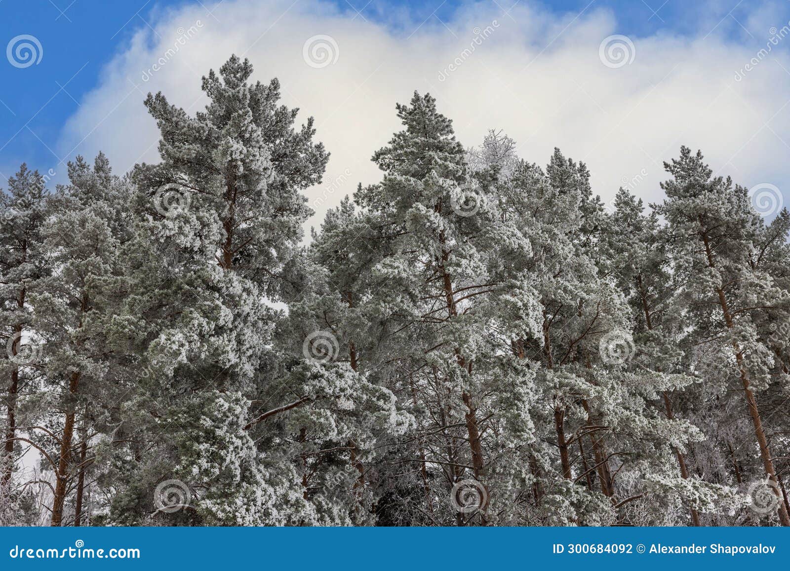 Pine Tree Tops Dusted with Snow Stand in a Wintry Forest Against the ...