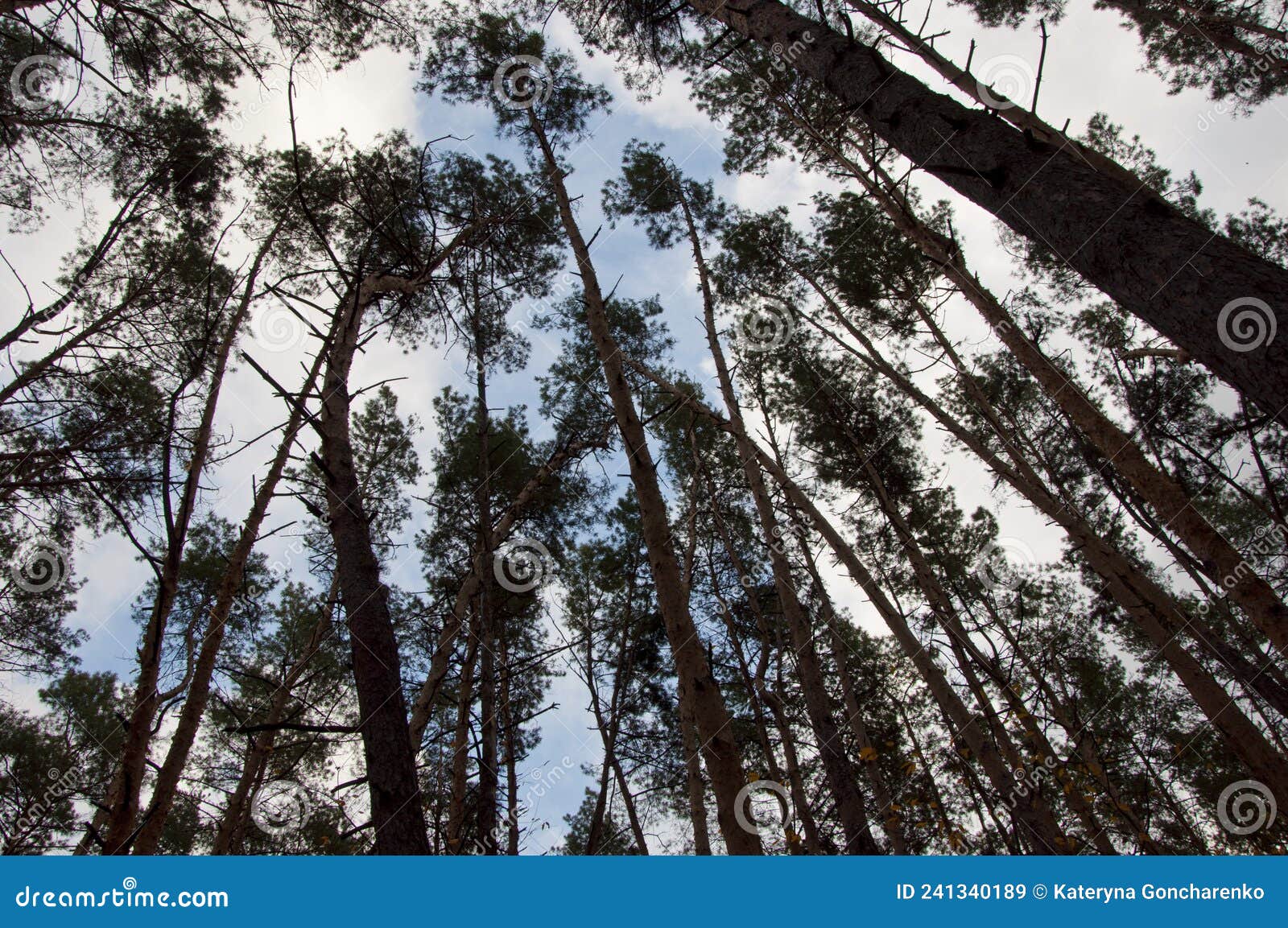 Pine Tree Tops in Forest. Nature Beauty Stock Image - Image of pine ...