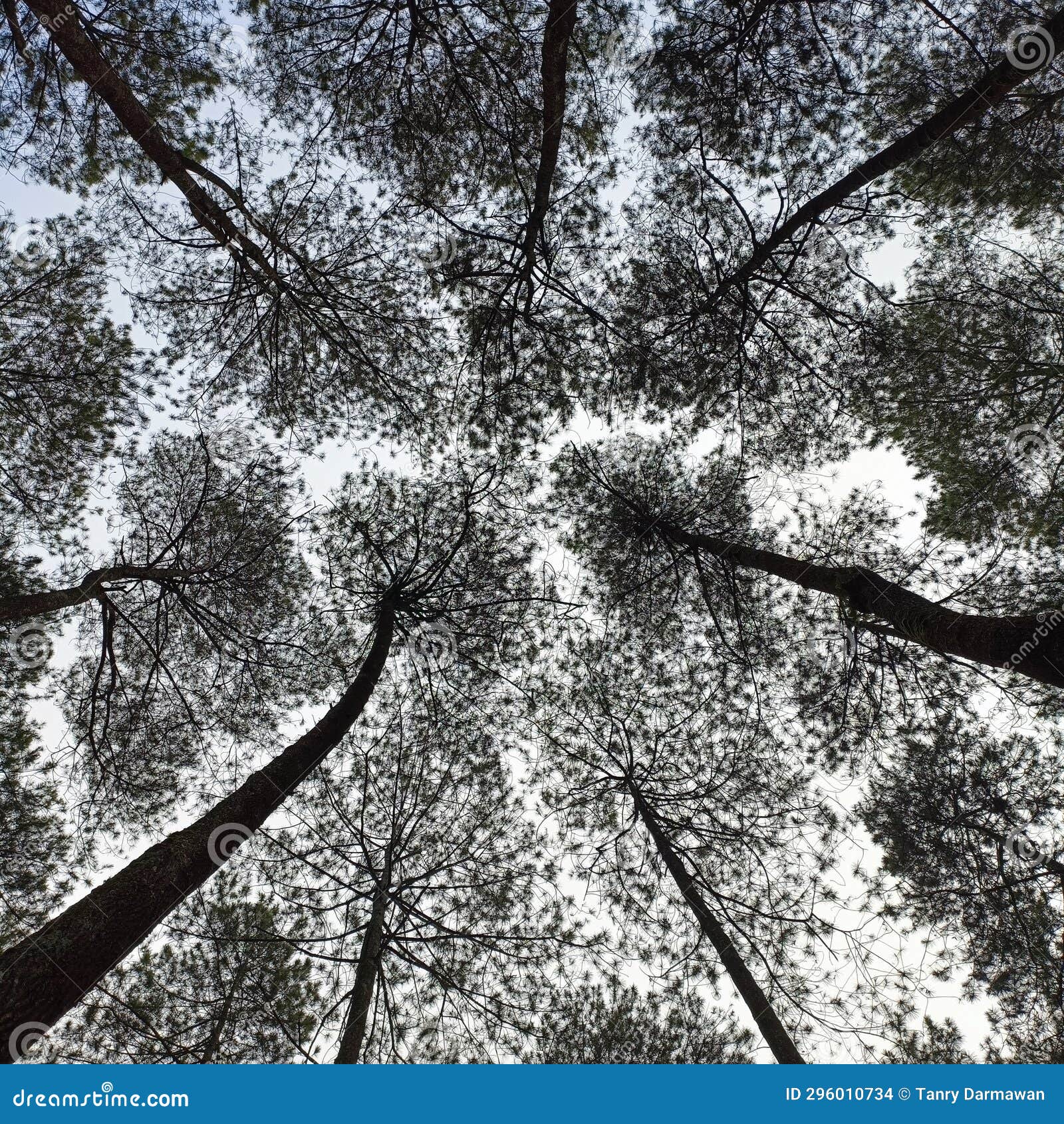 Pine Tree Tops Seen from Below Stock Photo - Image of tops, tree: 296010734