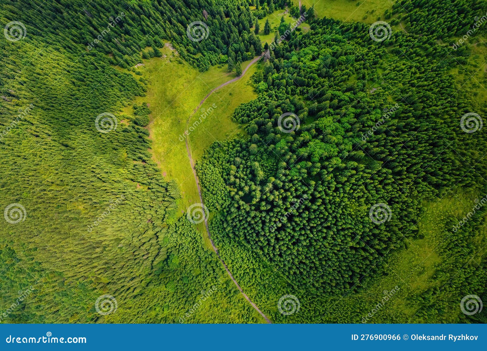 Pine Tree Tops Seen from a Drone Stock Photo - Image of beautiful ...