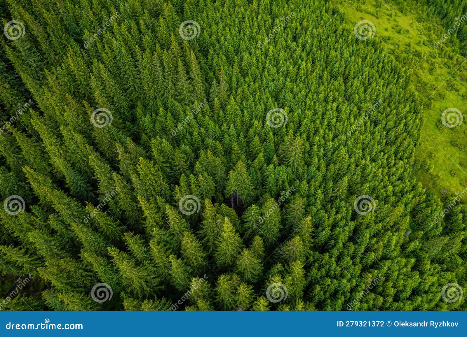 Pine Tree Tops Seen from a Drone Stock Photo - Image of forest ...