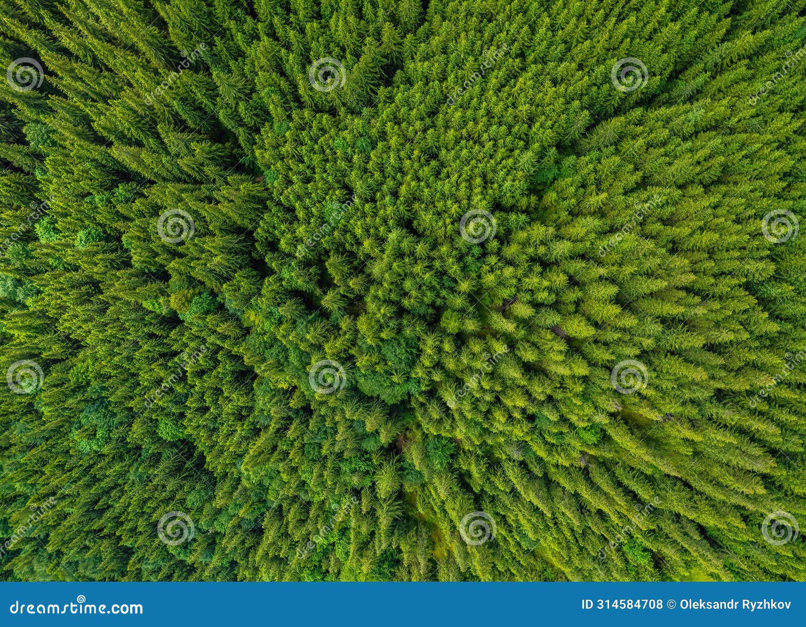 Pine Tree Tops Seen from a Drone Stock Photo - Image of mountain, tree ...