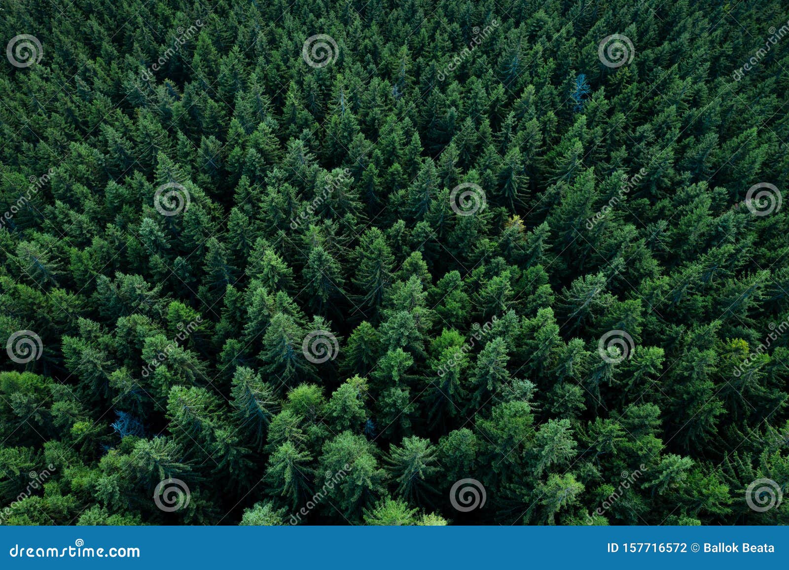 Forest from above stock photo. Image of pine, drone - 157716572