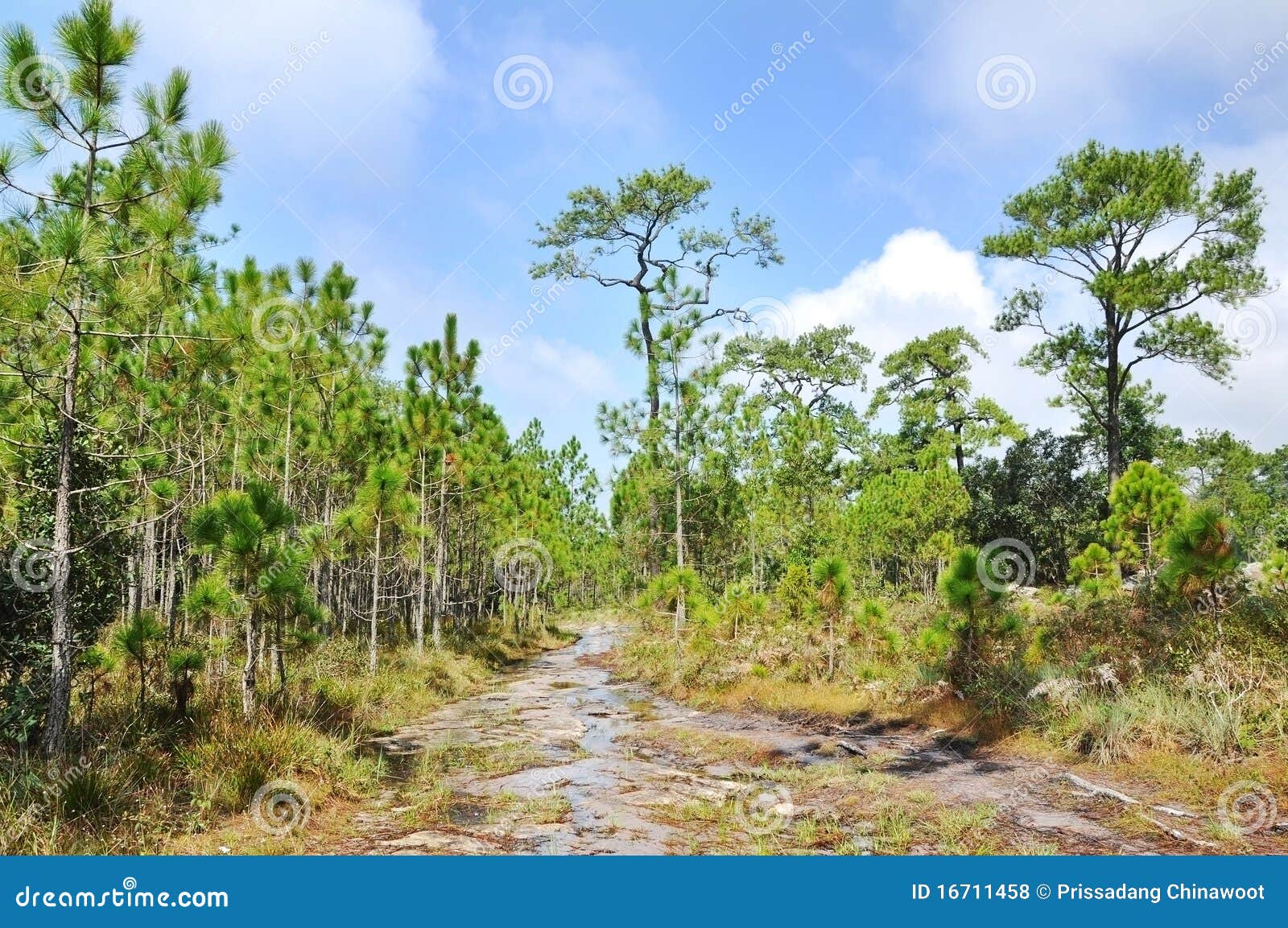 Pine tree trail stock photo. Image of travel, road, cedar - 16711458