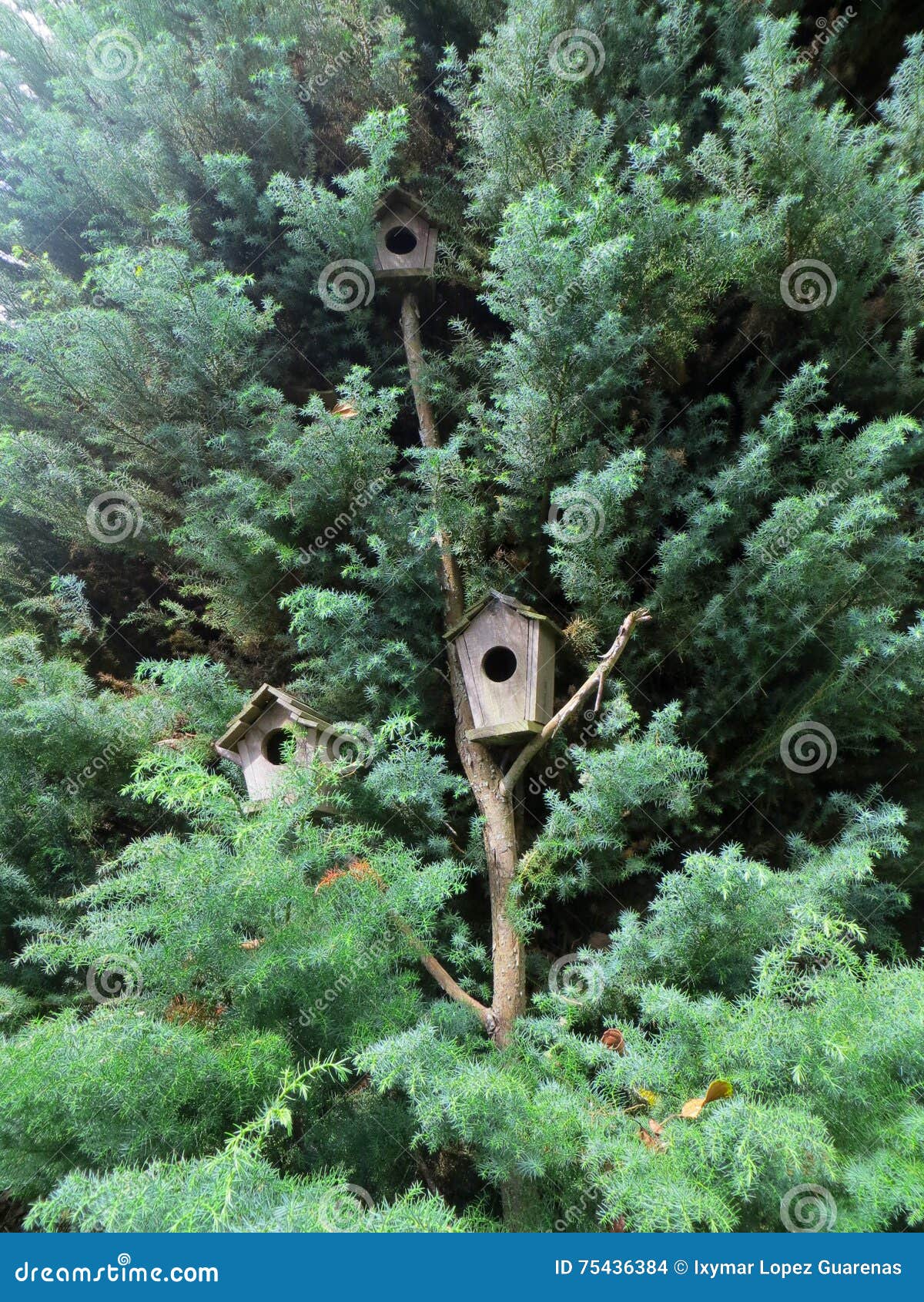 Pine Tree with Tree Bird Houses Stock Photo - Image of shelter, natural ...