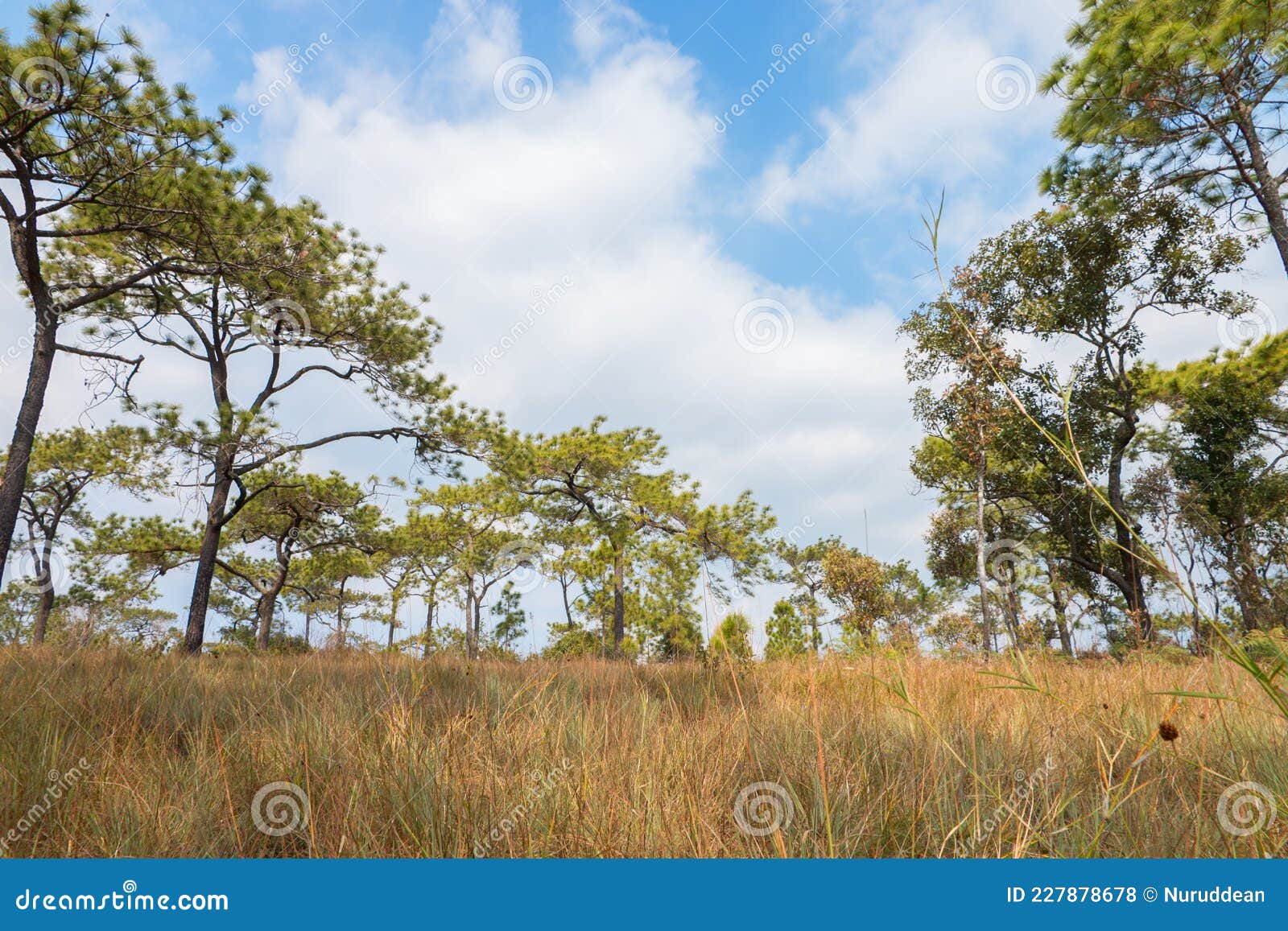 Pine Tree in Tropical Forest Stock Photo - Image of blue, green: 227878678