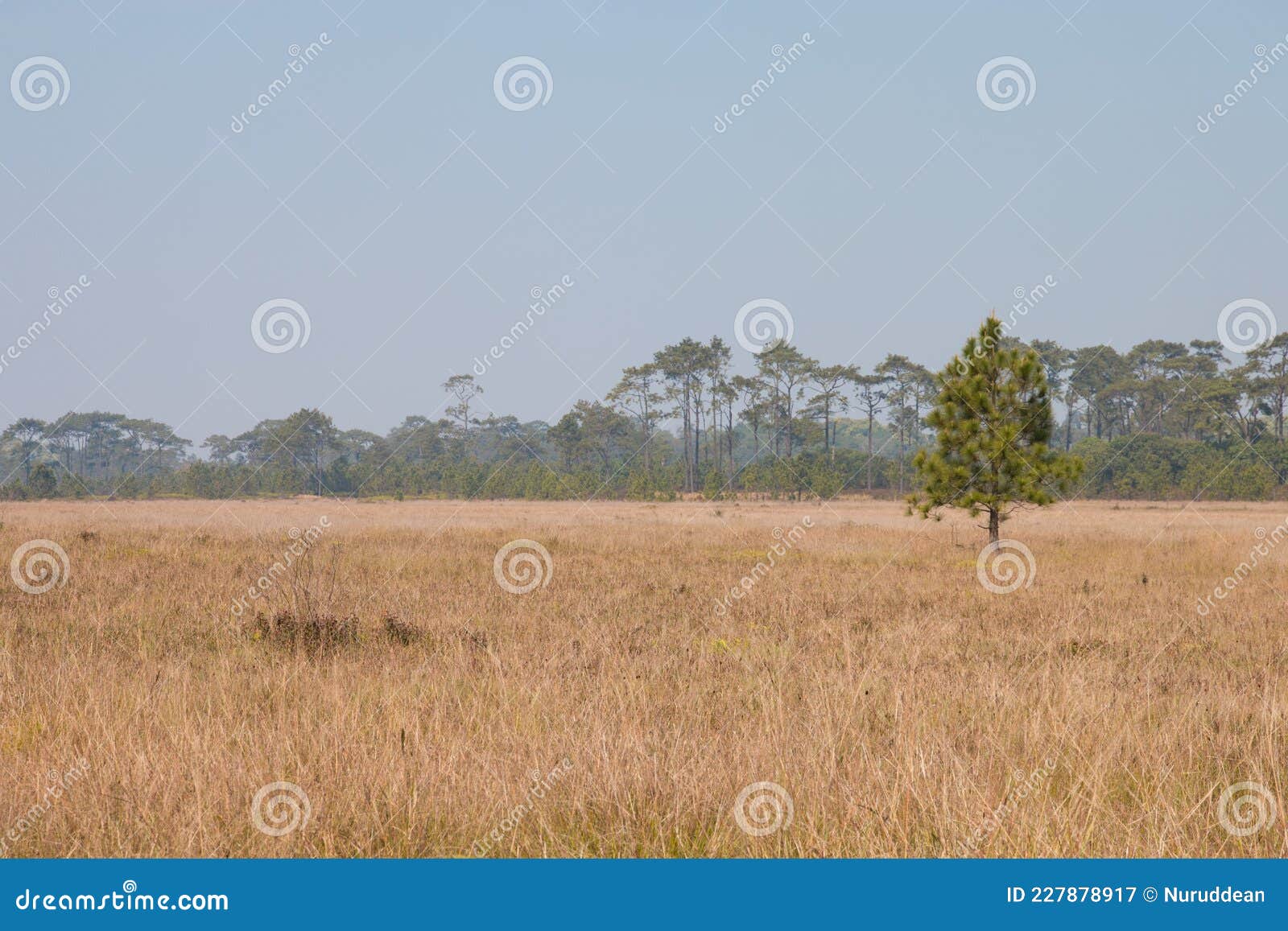 A Pine Tree in Tropical Forest Stock Image - Image of nature, forest ...