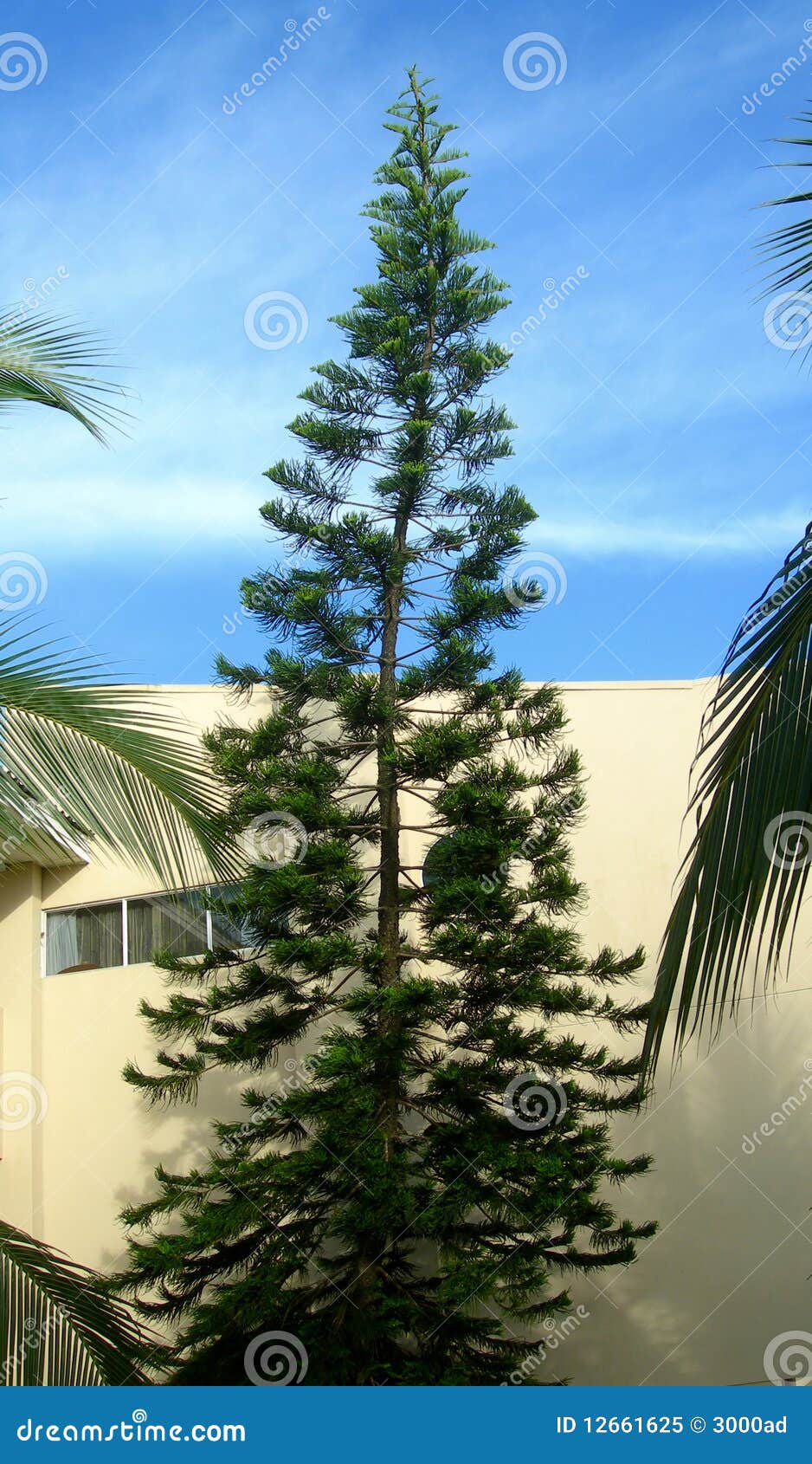 Pine Tree in Tropical Resort Stock Image - Image of wild, flora: 12661625