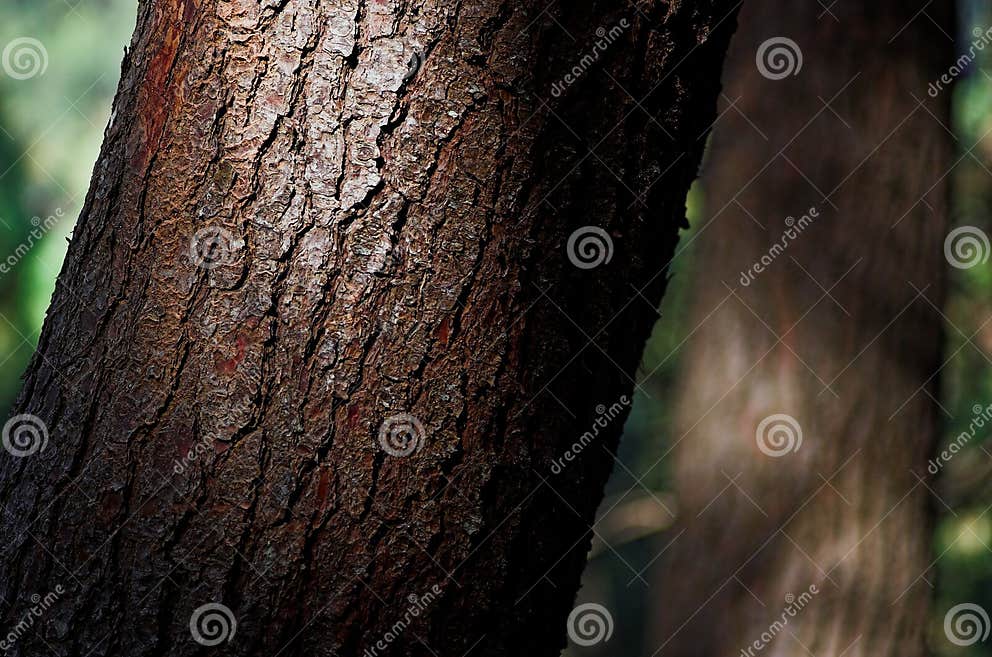 Pine tree trunk stock image. Image of forestry, history - 1208649