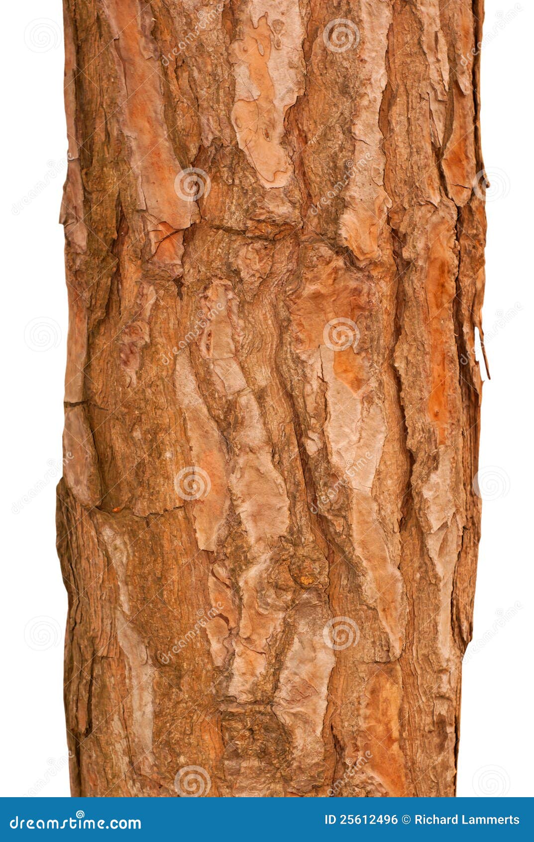Pine tree trunk stock photo. Image of plant, branch, trunk - 25612496