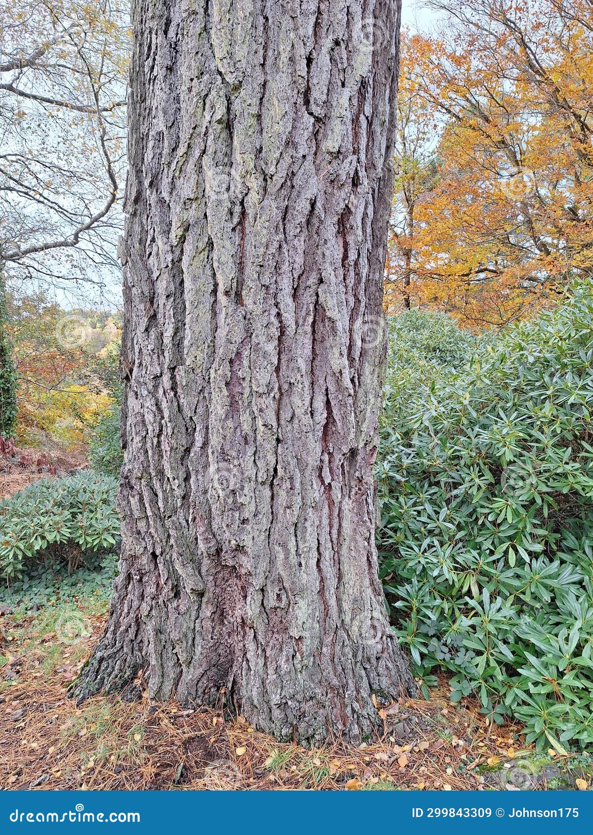 Pine Tree Trunk Background Showing the Bark Close Up and a Garden in ...