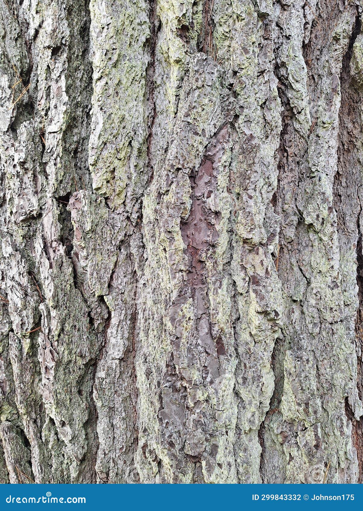 Pine Tree Trunk Background Showing the Bark Close Up Stock Photo ...