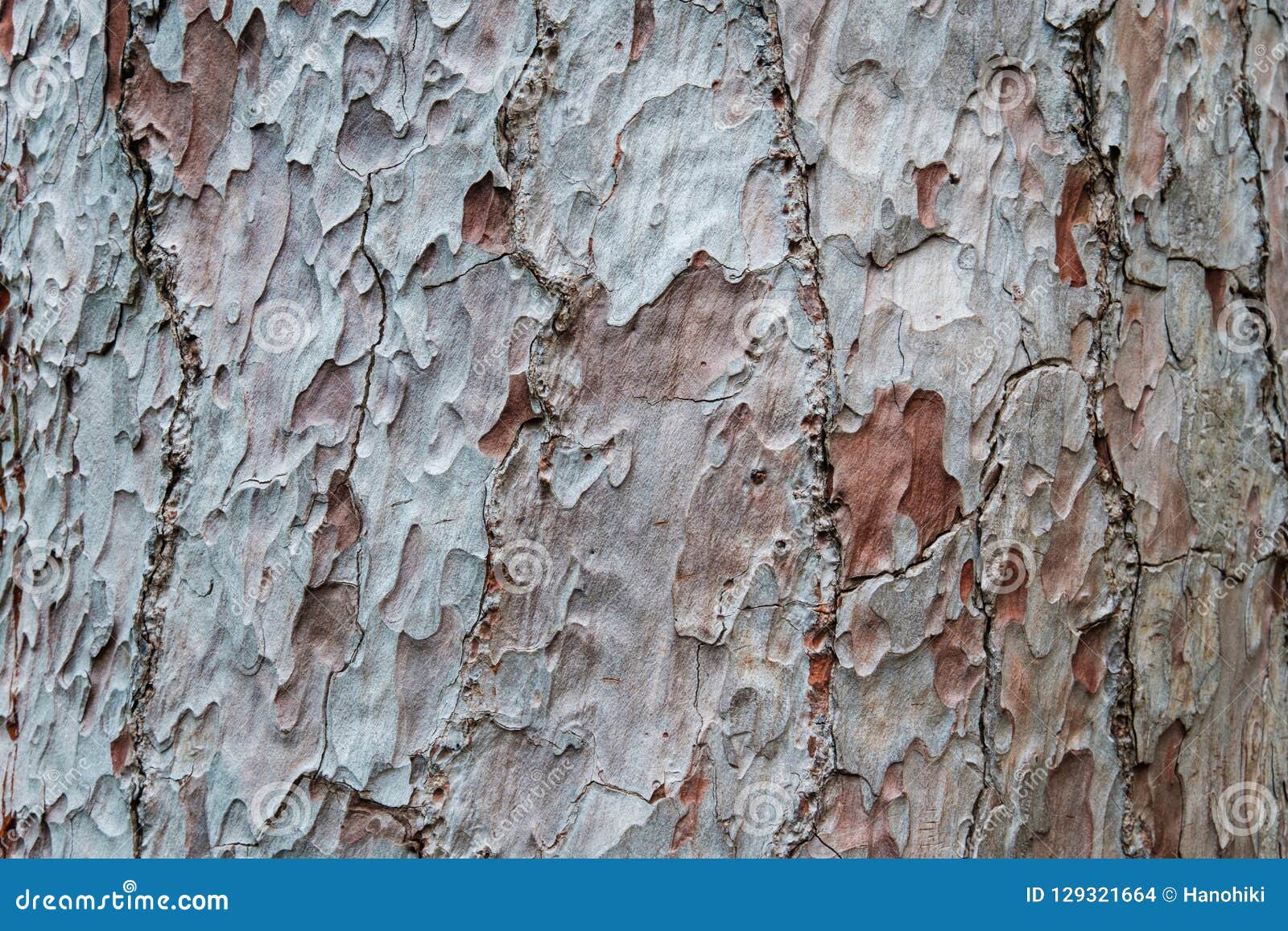 Evergreen Tree Trunk Bark Closeup Stock Photos - Download 796 Royalty ...