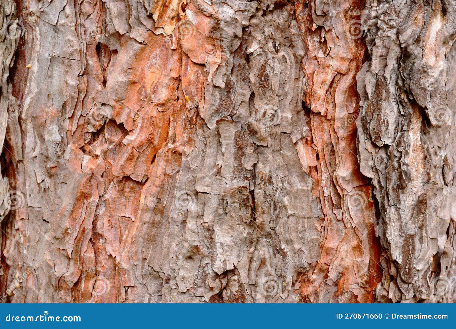 Pine Tree Trunk Closeup with Red and Brown String Bark Texture. Large ...