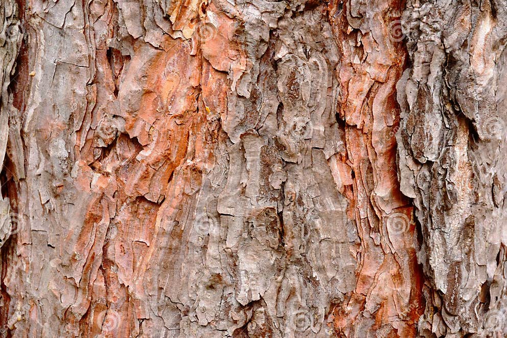 Pine Tree Trunk Closeup with Red and Brown String Bark Texture. Large ...