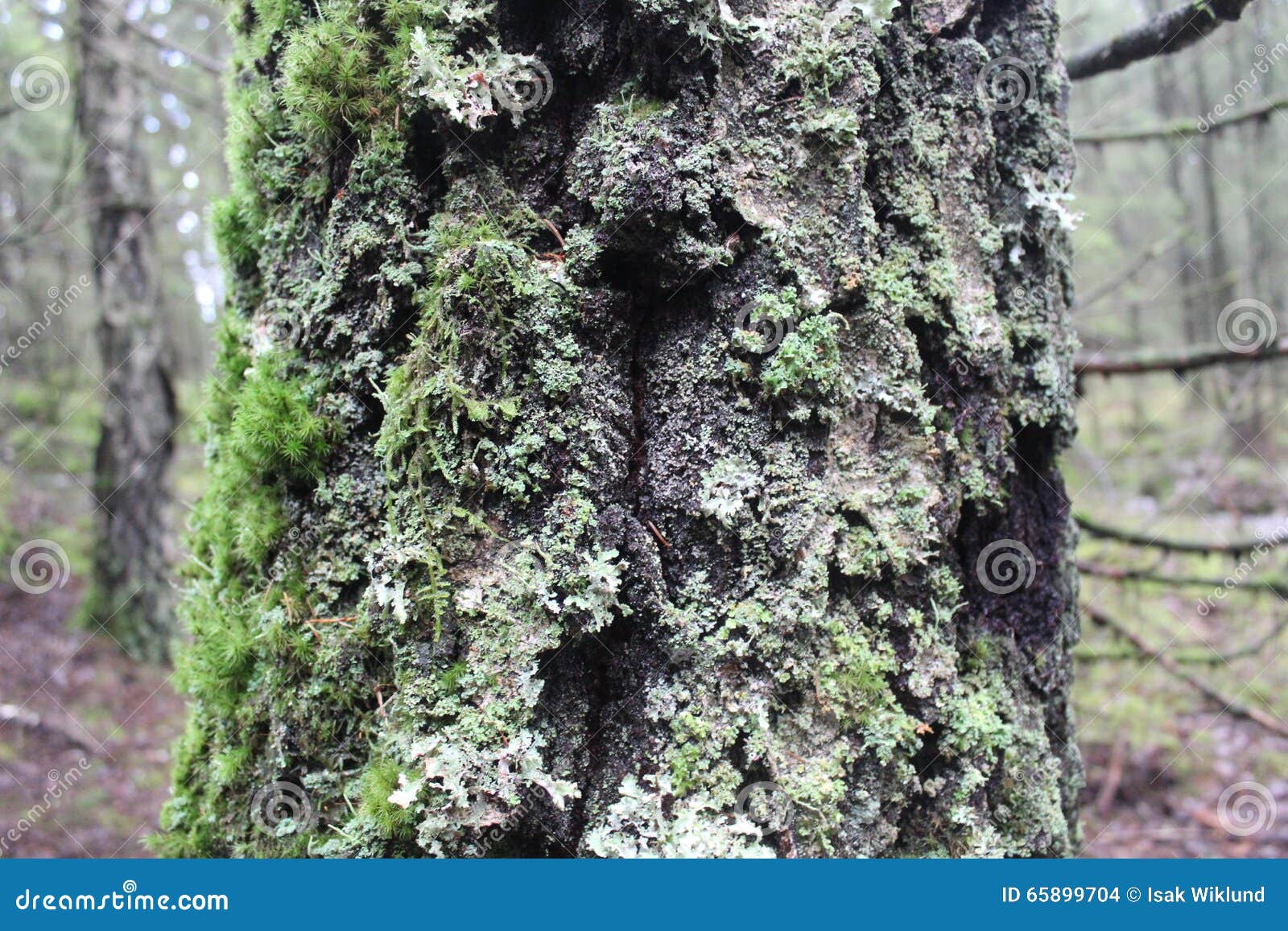 Pine Tree Trunk Covered in Moss and Lichen Stock Photo - Image of ...