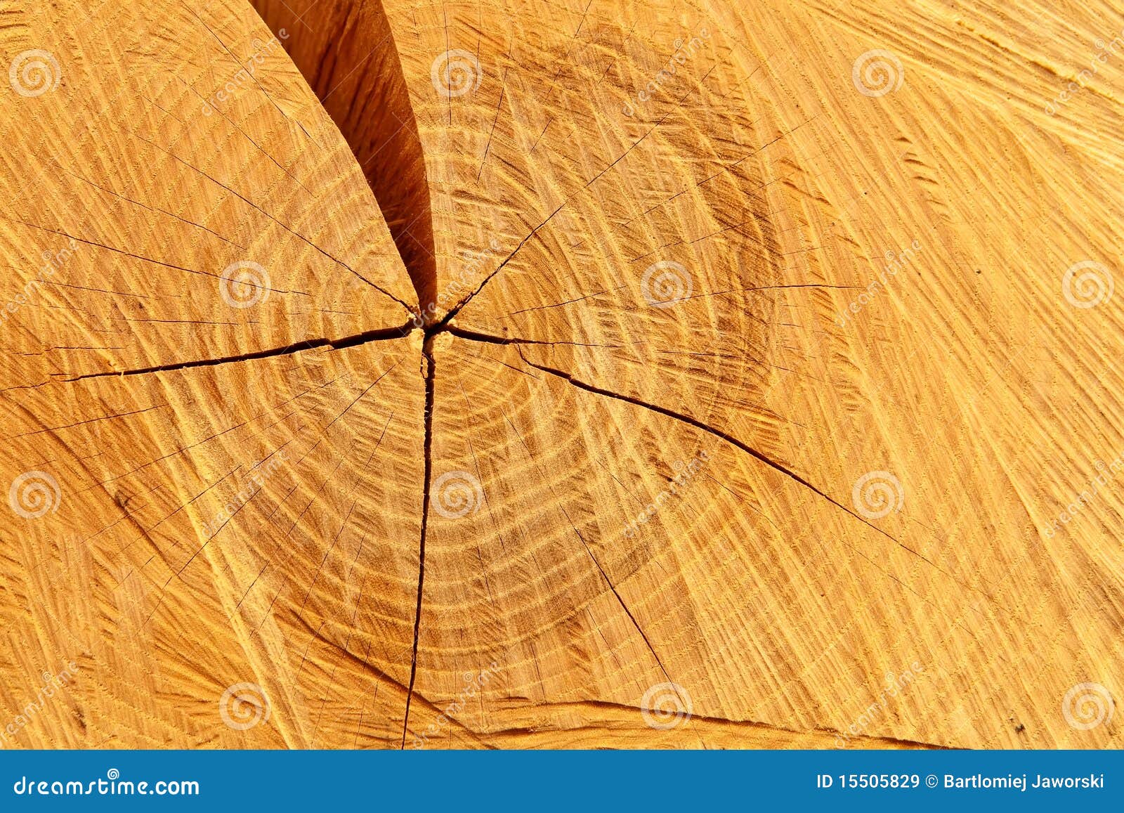 Pine-tree Trunk Cross-section. Stock Image - Image of pattern, circle ...