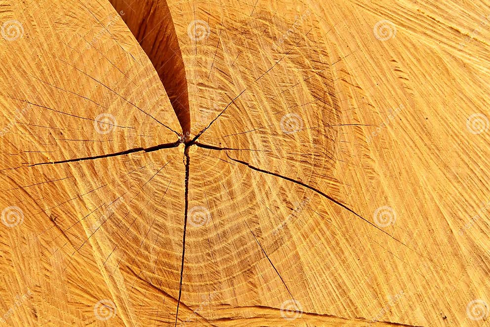 Pine-tree Trunk Cross-section. Stock Image - Image of pattern, circle ...