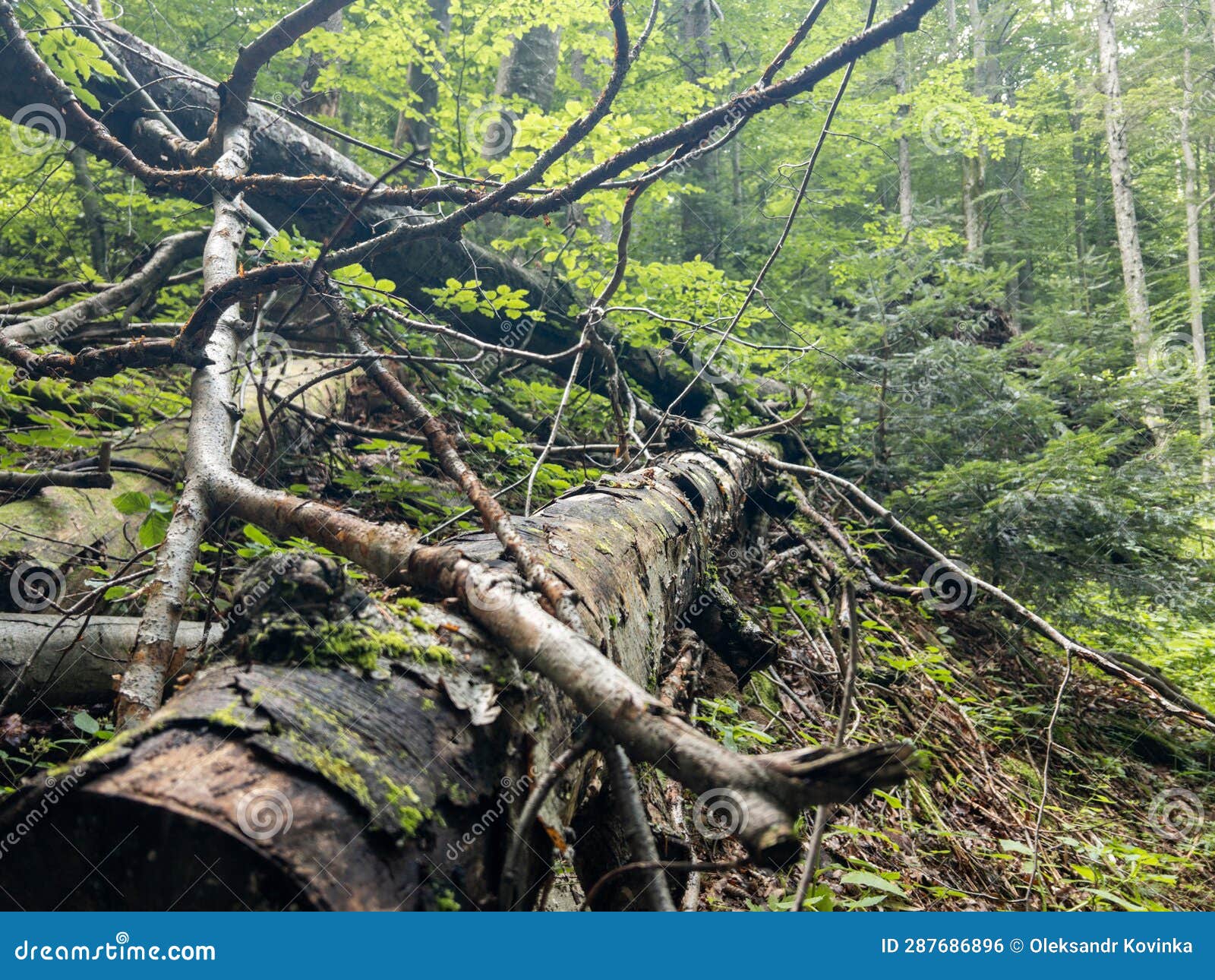 Pine Tree Trunk Fallen in Forest Stock Photo - Image of outdoors, scape ...