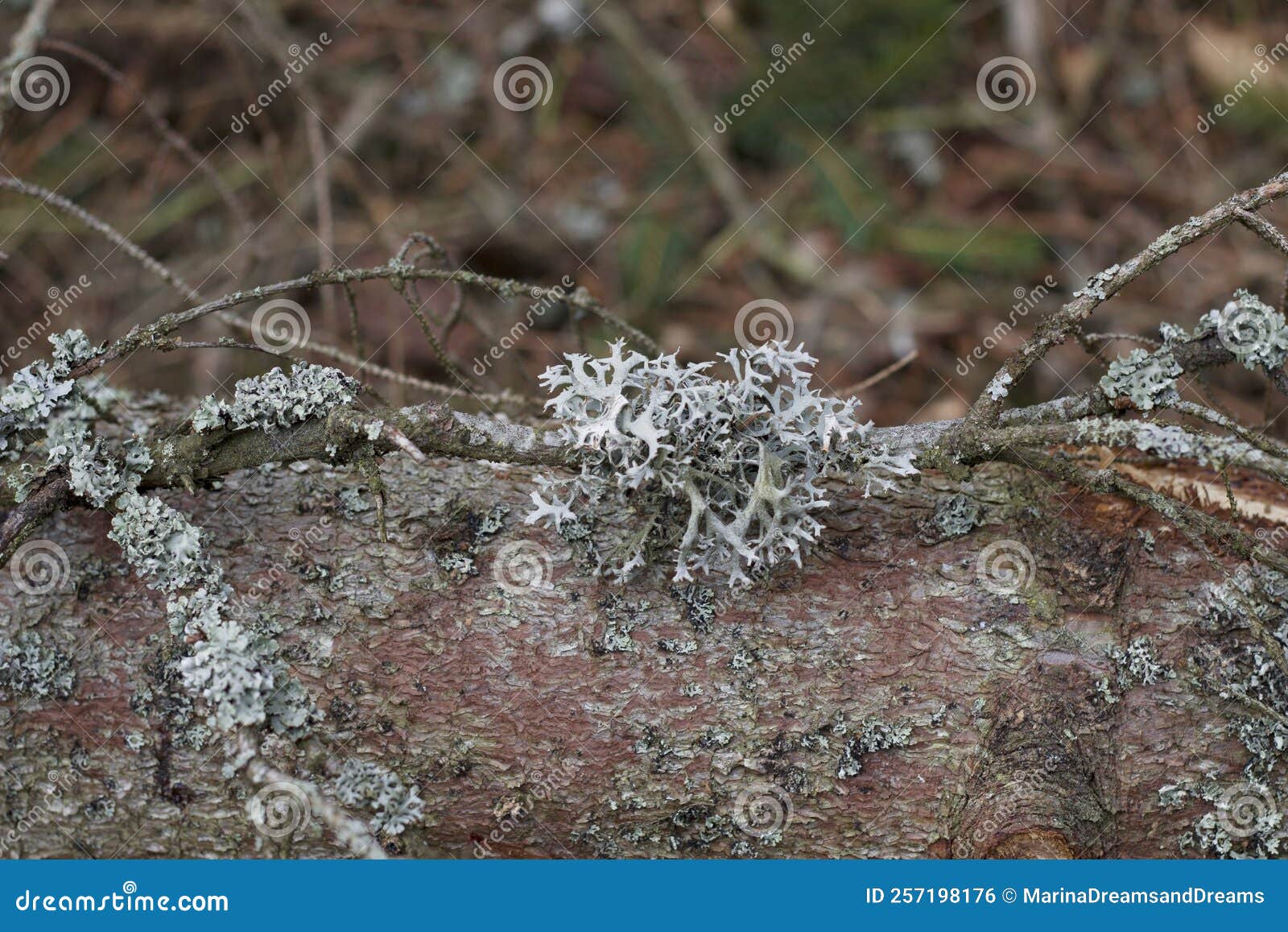 Old Pine Tree with Lichen in the Forest Stock Photo - Image of lichen ...