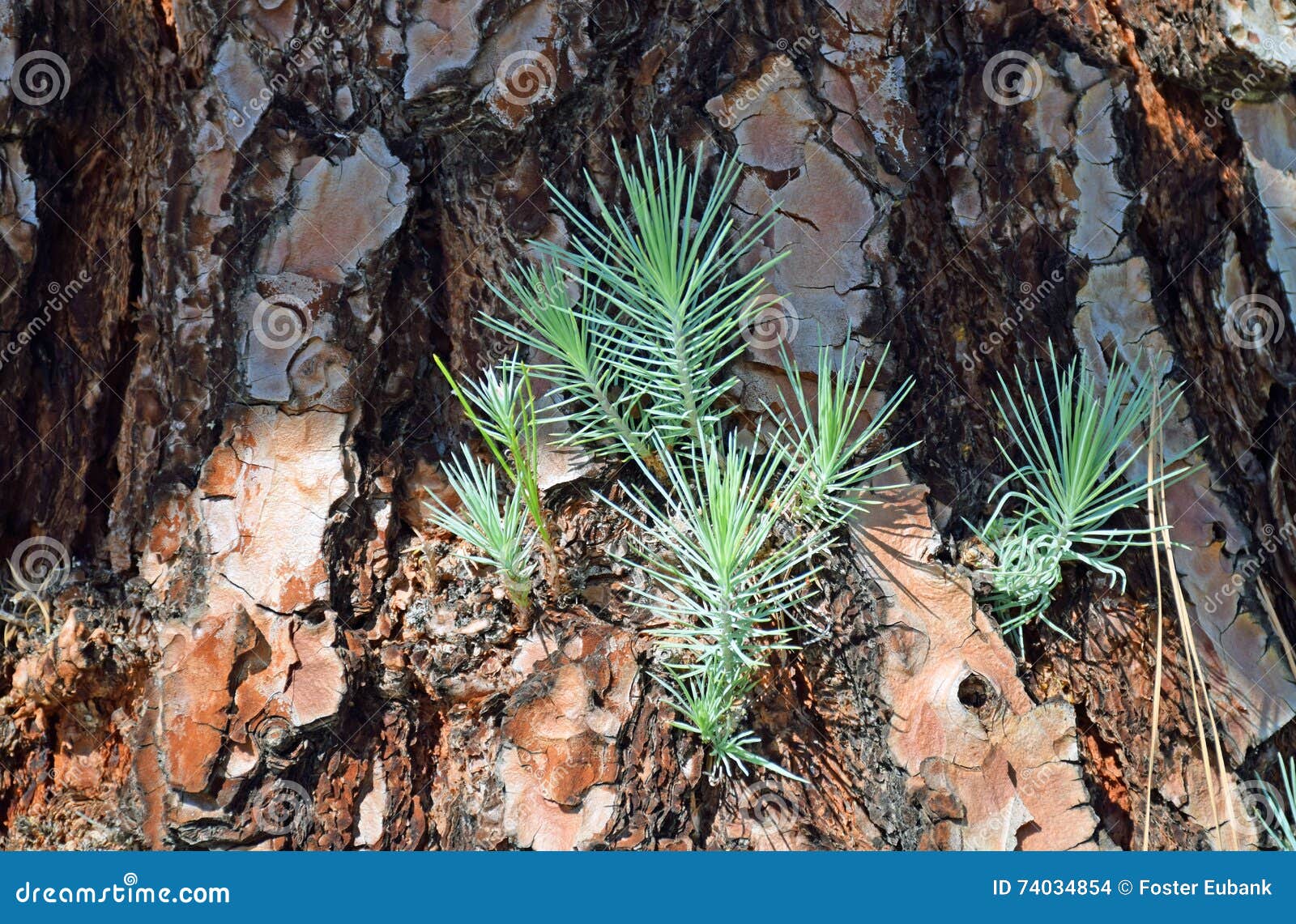 Pine Tree Trunk with New Side Branch Growth. Stock Photo - Image of ...
