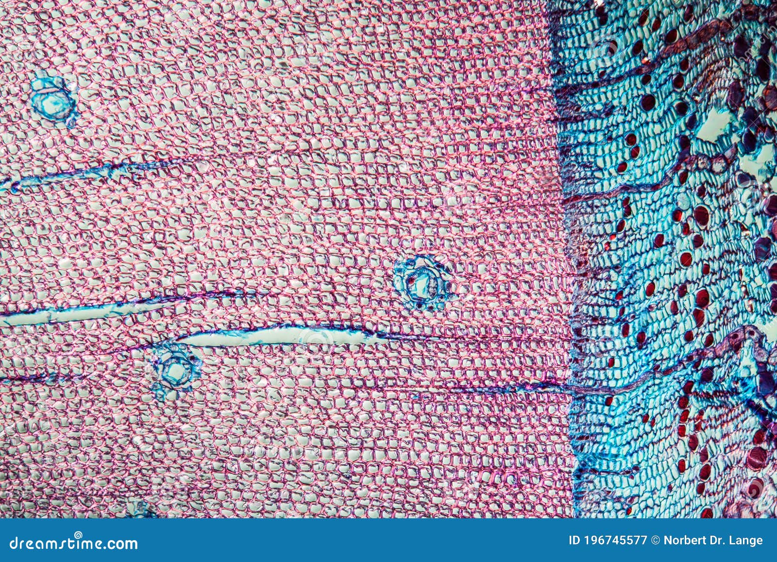 Pine tree trunk stock image. Image of microscopy, macro - 196745577