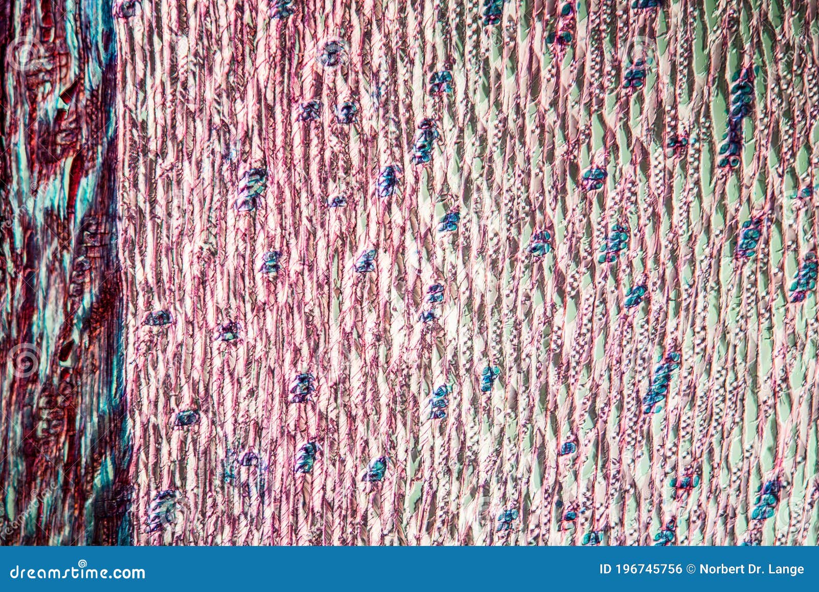 Pine tree trunk stock photo. Image of cells, pinus, enlargement - 196745756