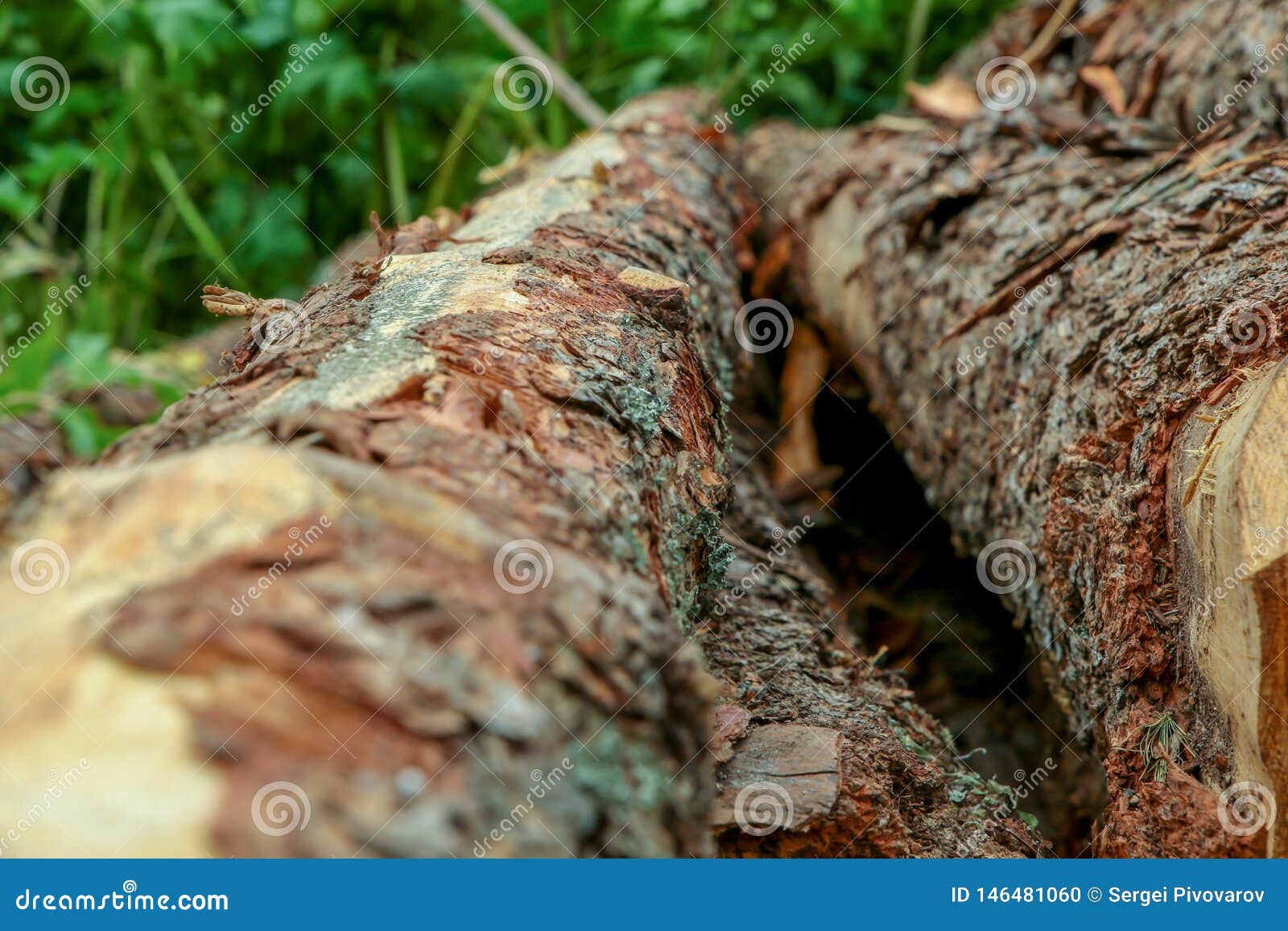 Pine Tree Trunk Rough Uneven Tree Vertical Close-up on a Background of ...