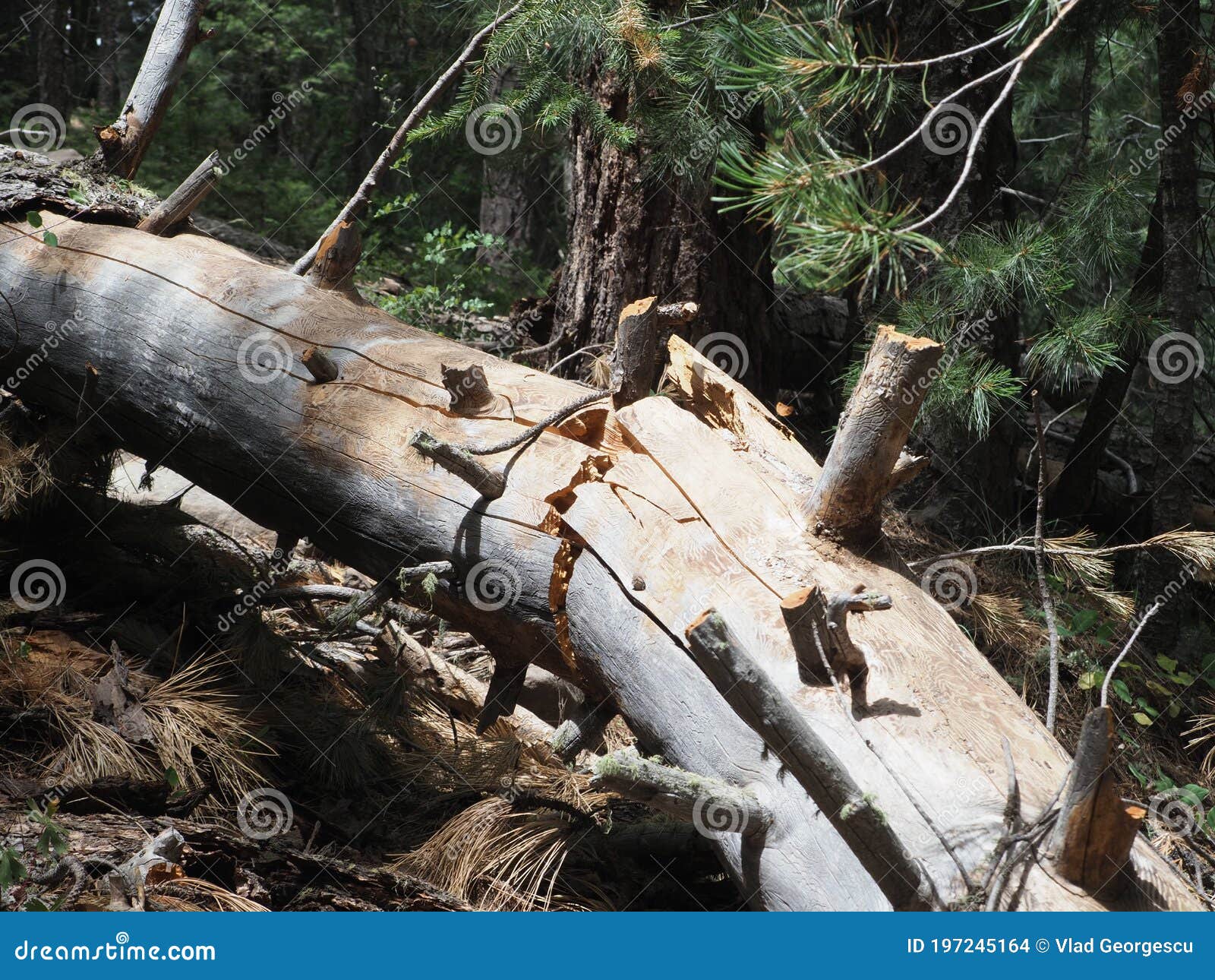 Split in Half stock photo. Image of nature, 2020, paysonarizonausa ...