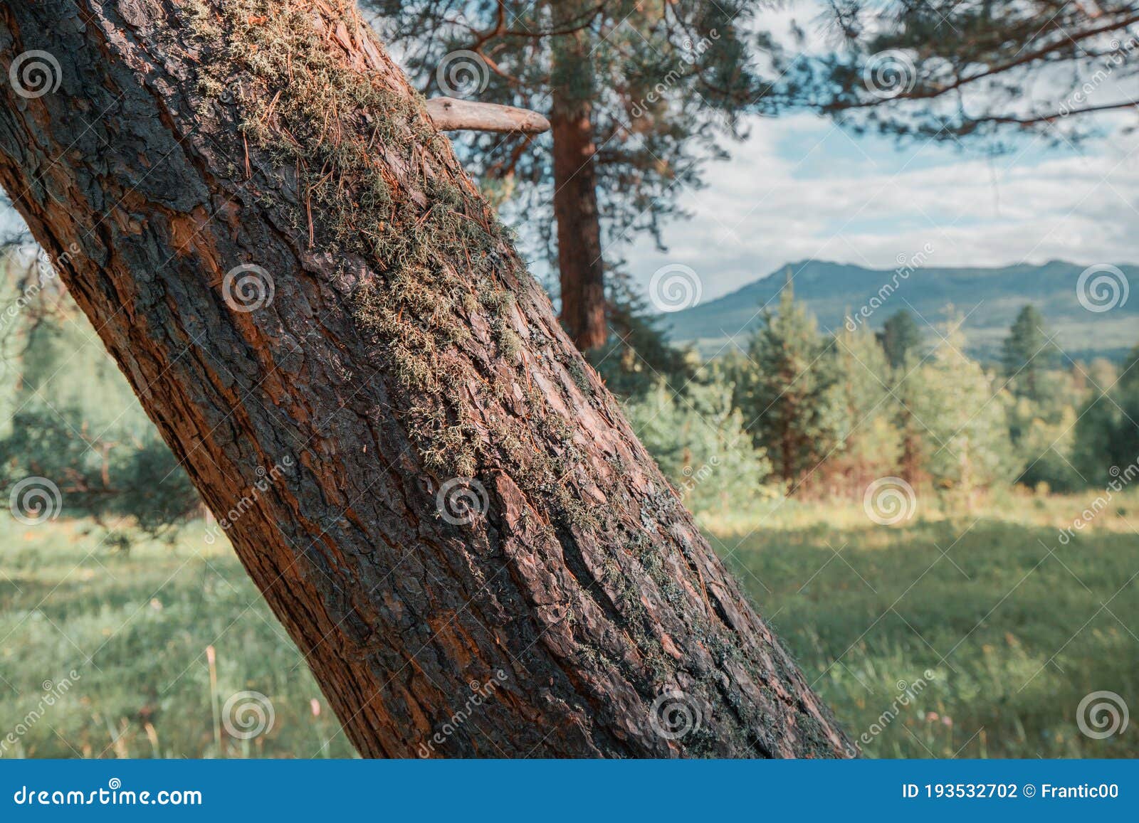 Pine Tree Trunk in Taiga Forest and a Low Mountain. Stock Photo - Image ...