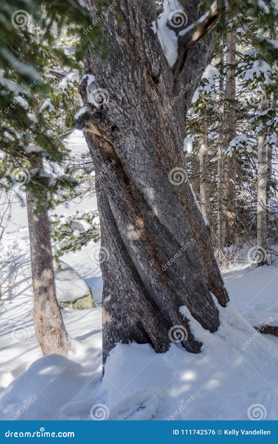 Twisted Tree Trunk in Snowy Forest Stock Photo - Image of colorado ...