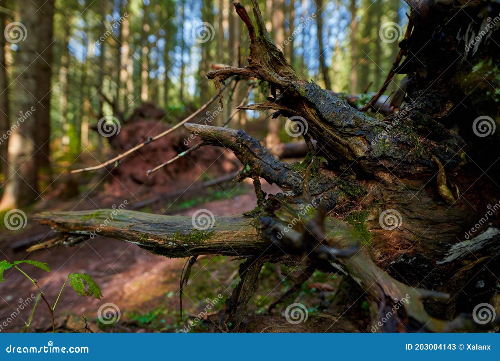 Tree stump uprooted stock image. Image of brown, scenic - 203004143