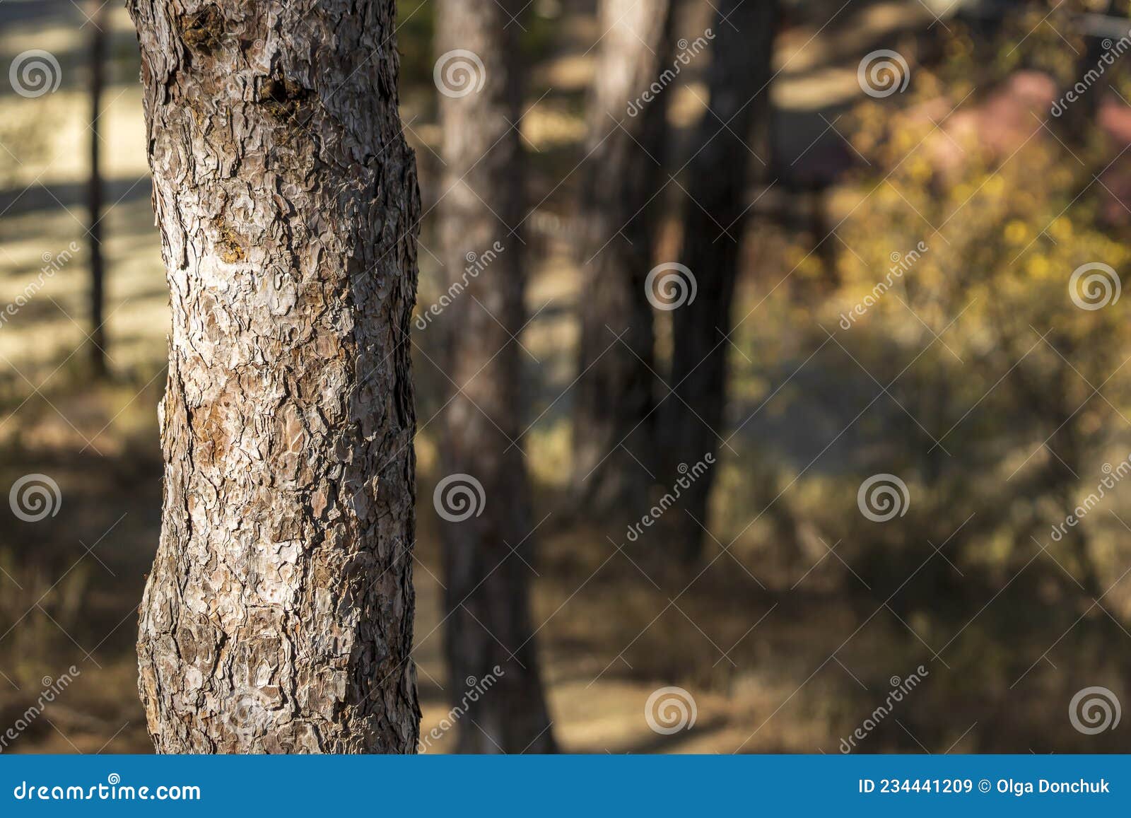Pine Tree Trunks in the Forest Stock Image - Image of autumn, pinaceae ...