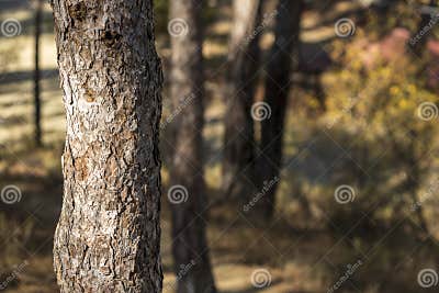 Pine Tree Trunks in the Forest Stock Image - Image of autumn, pinaceae ...