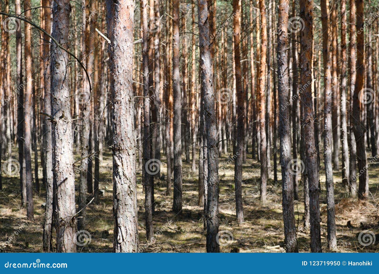 Pine Tree Trunks in Forest - Coniferous Trees Stock Photo - Image of ...