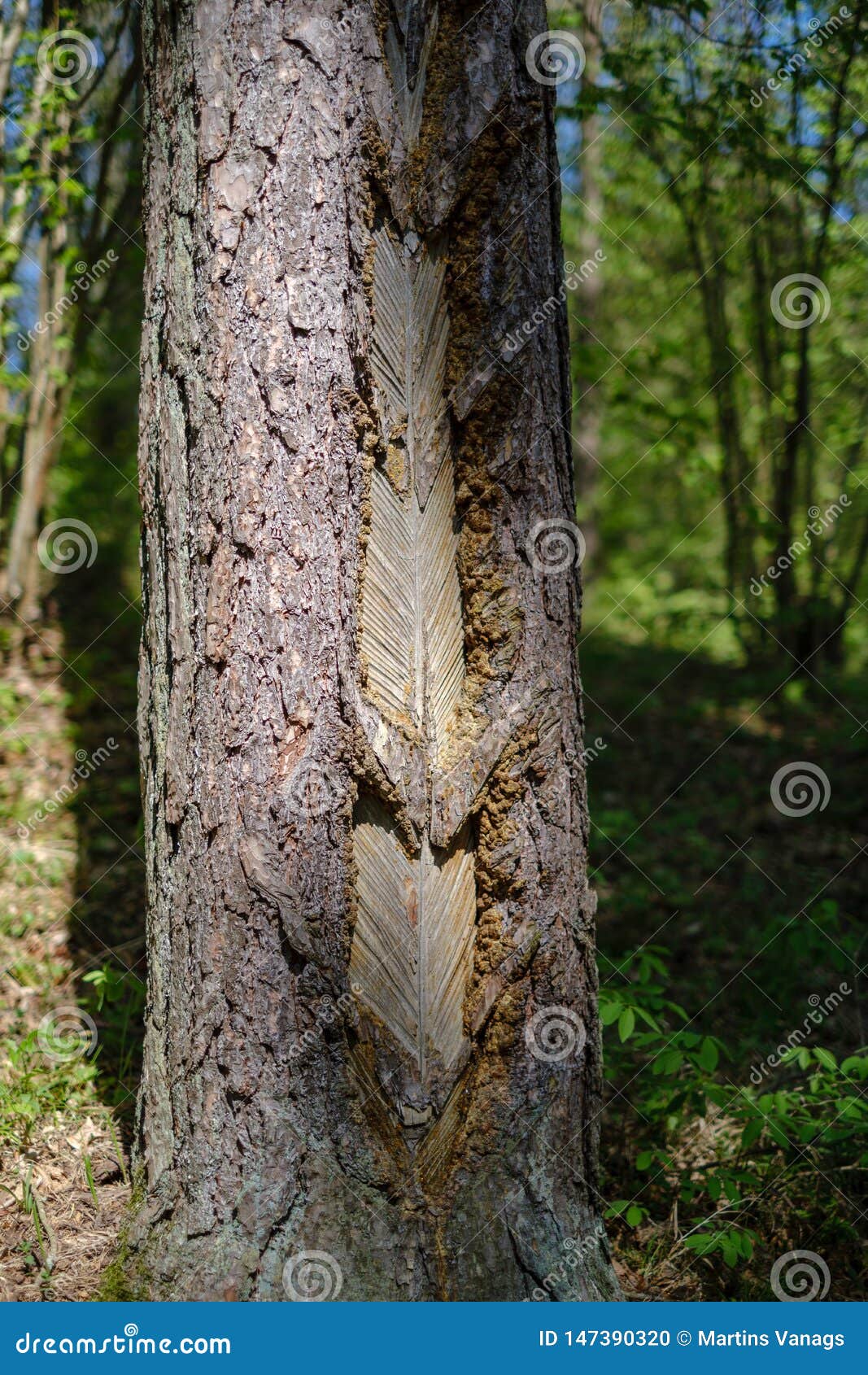 Pine Tree Trunks in Forest with Old Markings Under the Bark Stock Photo ...