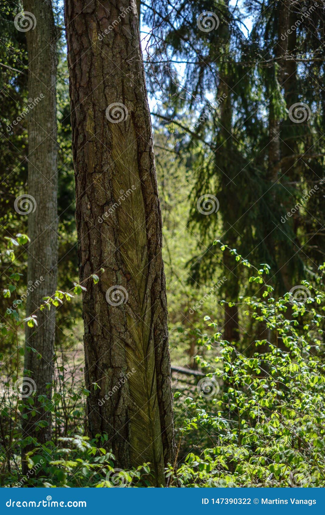 Pine Tree Trunks in Forest with Old Markings Under the Bark Stock Photo ...