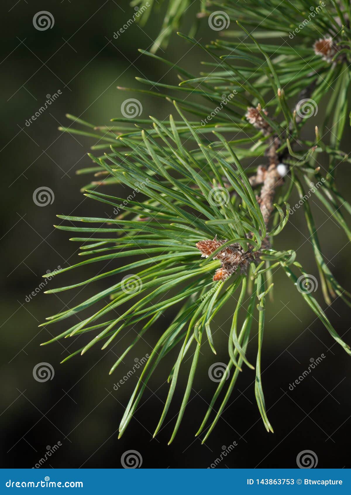 Pine tree twig with buds stock image. Image of healthcare - 143863753