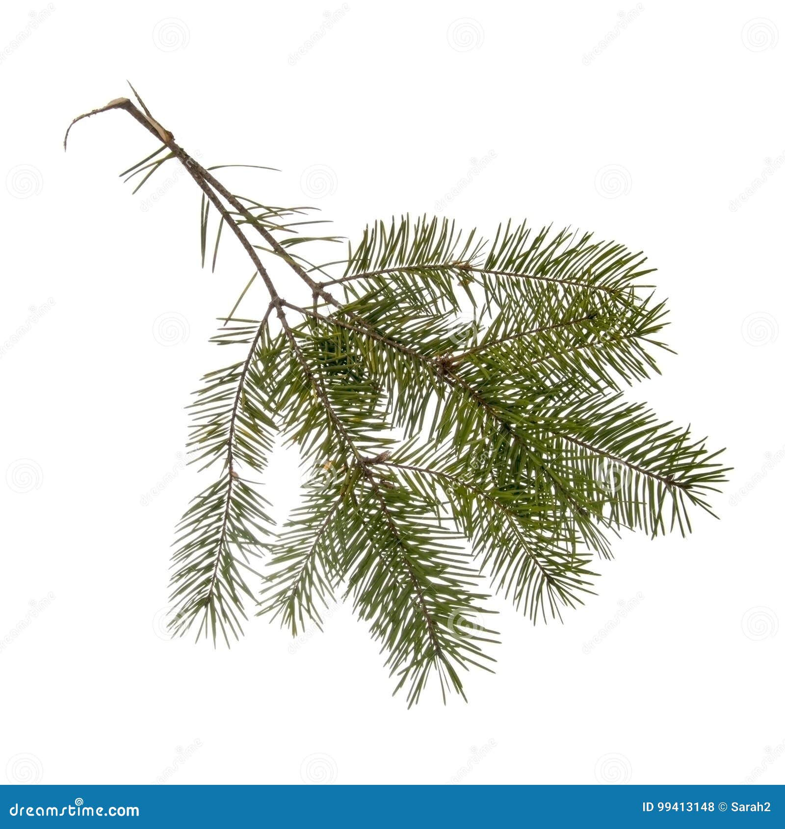 Pine Tree Twigs, Fir, Isolated on White. Stock Photo - Image of object ...