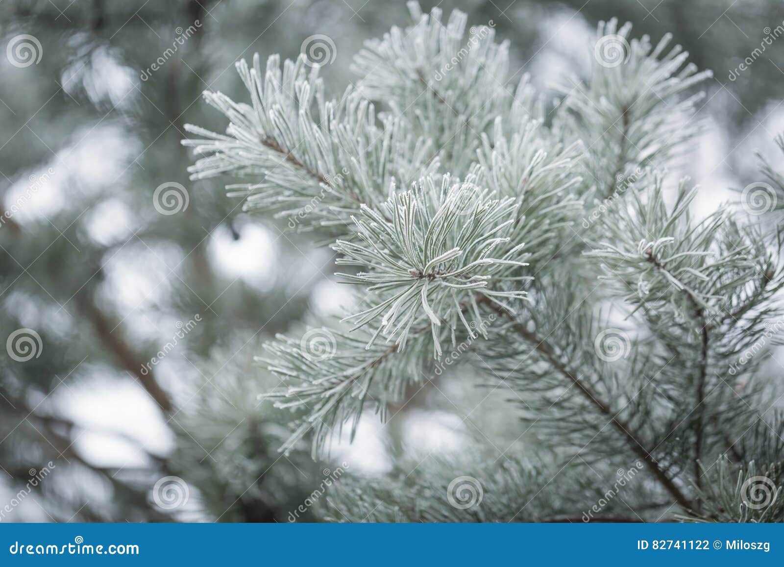 Pine tree twigs in winter stock photo. Image of decorative - 82741122