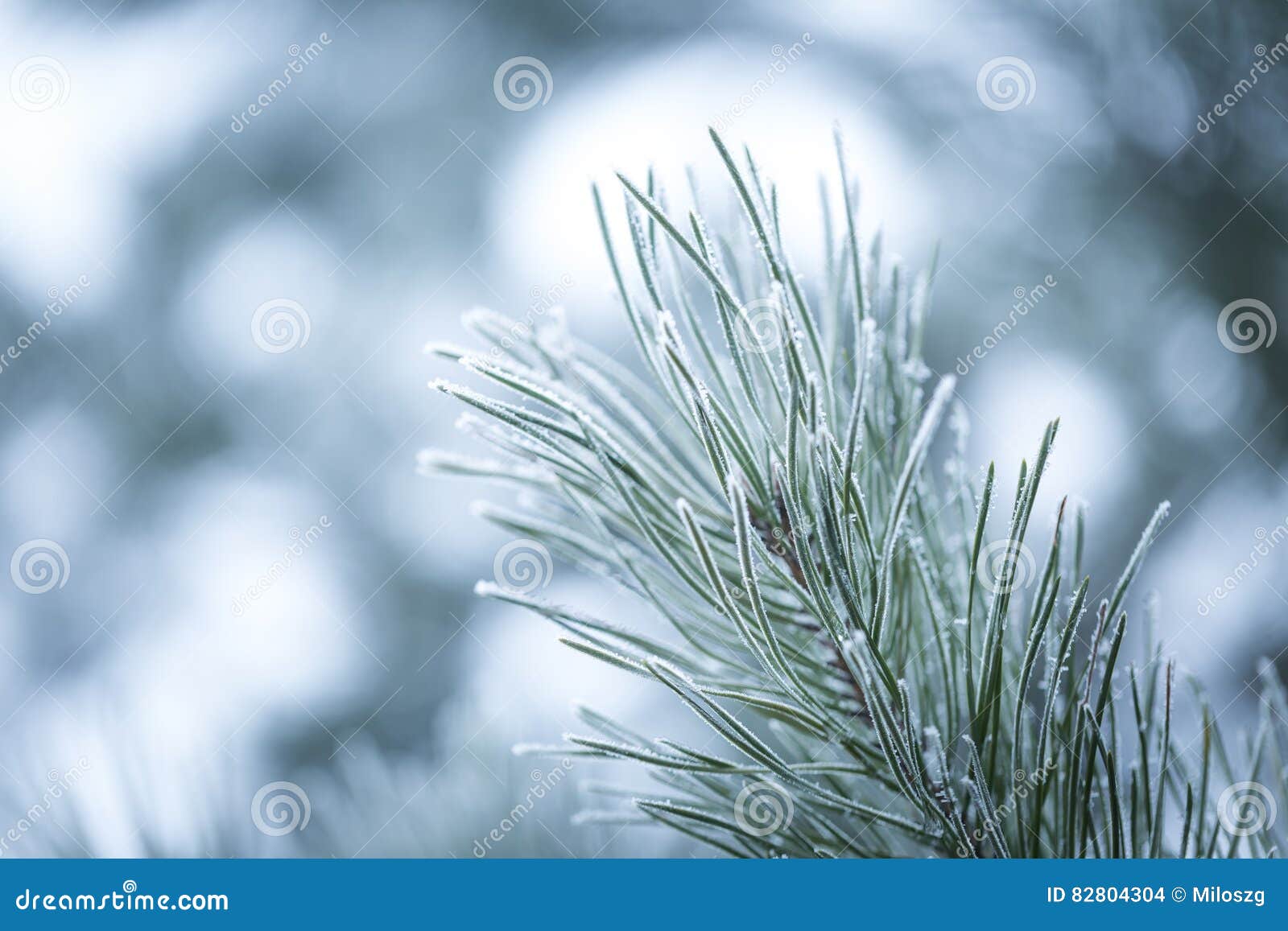 Pine tree twigs in winter stock photo. Image of background - 82804304