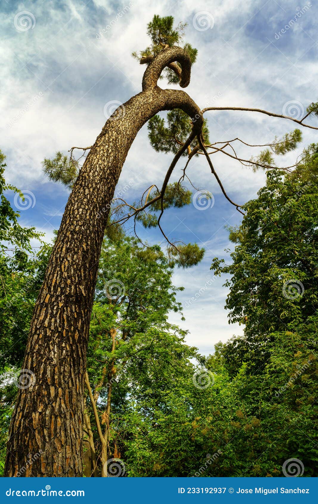Pine Tree with Twisted Trunk and Long Branches Pointing To the Sky ...