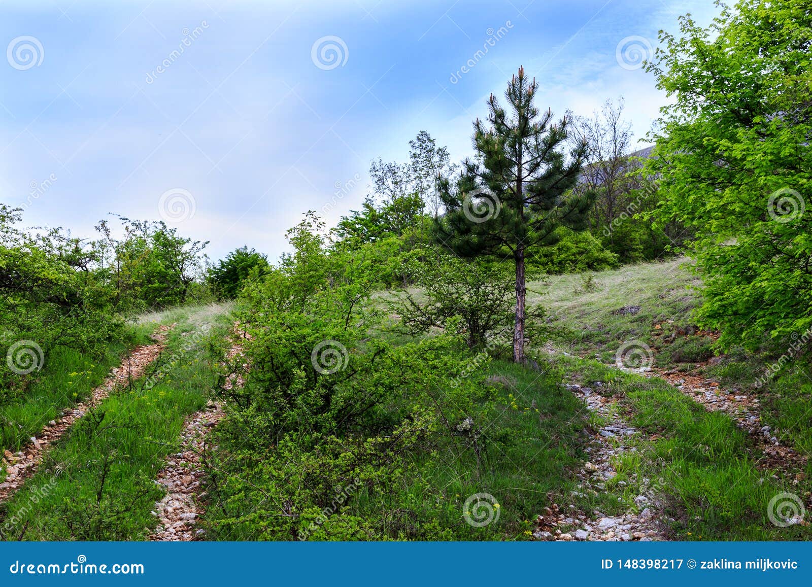 A Pine Tree between Two Pathway on the Hill Stock Image - Image of ...