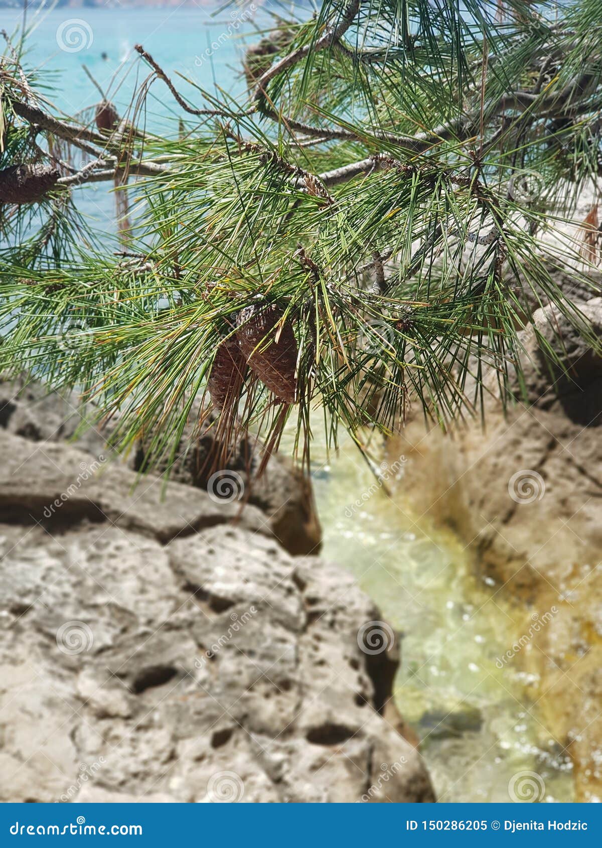 Pine Tree Under Afriatic Sea Stock Image - Image of pine, view: 150286205