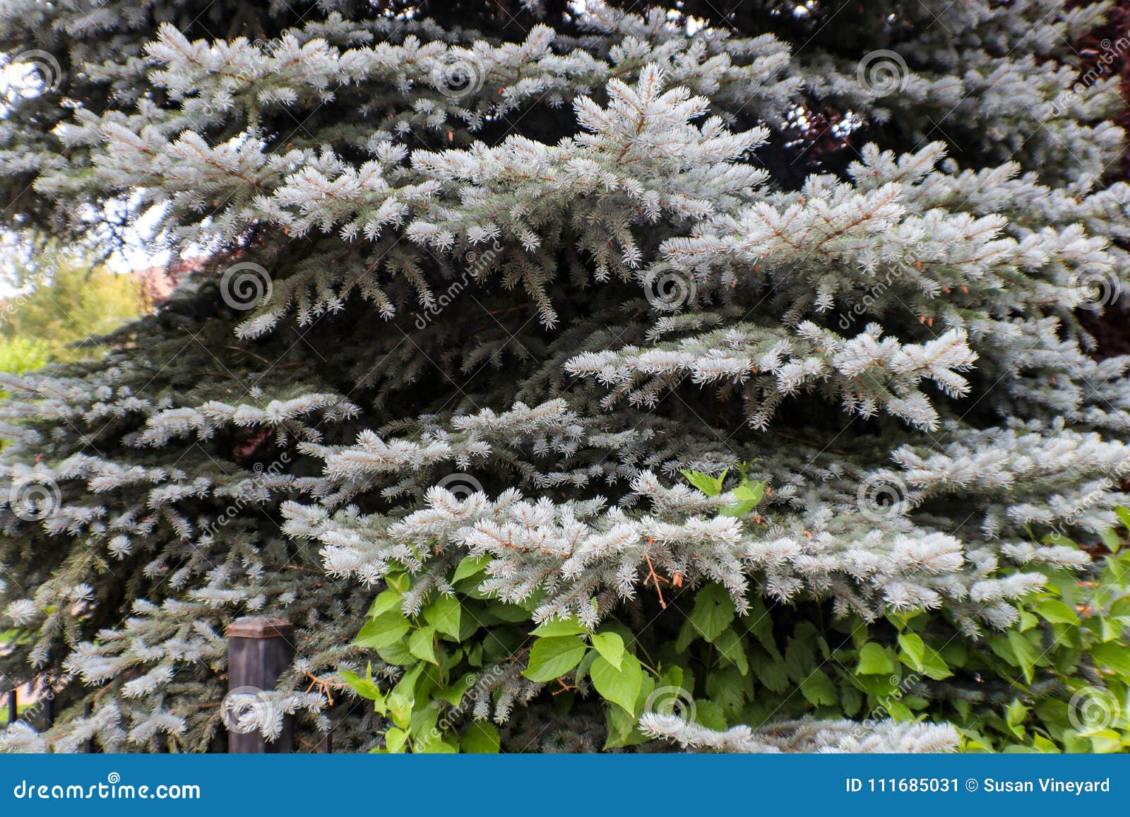 Pine Tree with Unique White To Silver Needles and Vines Growing through ...