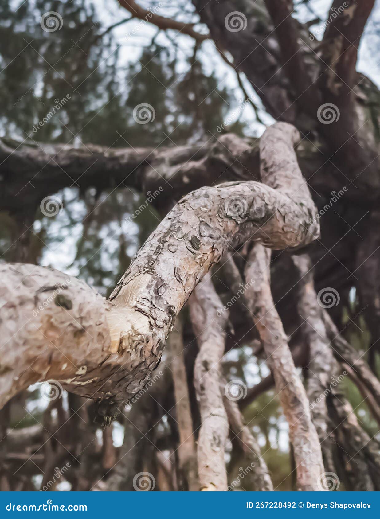 A Pine Tree with an Unusual Root System Above the Surface of the Earth ...