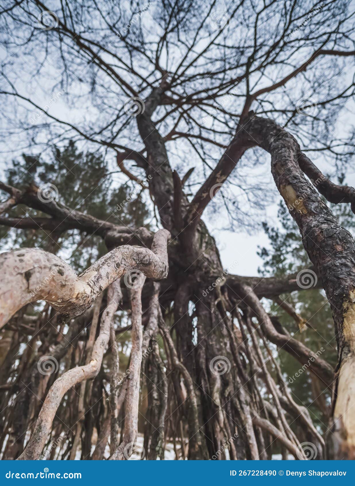 A Pine Tree with an Unusual Root System Above the Surface of the Earth ...