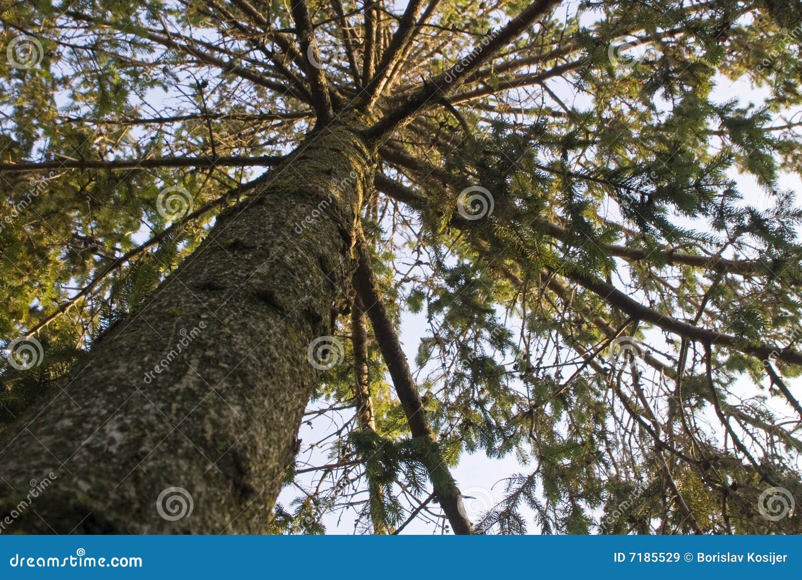 Pine tree upwards view stock image. Image of nature, branches - 7185529